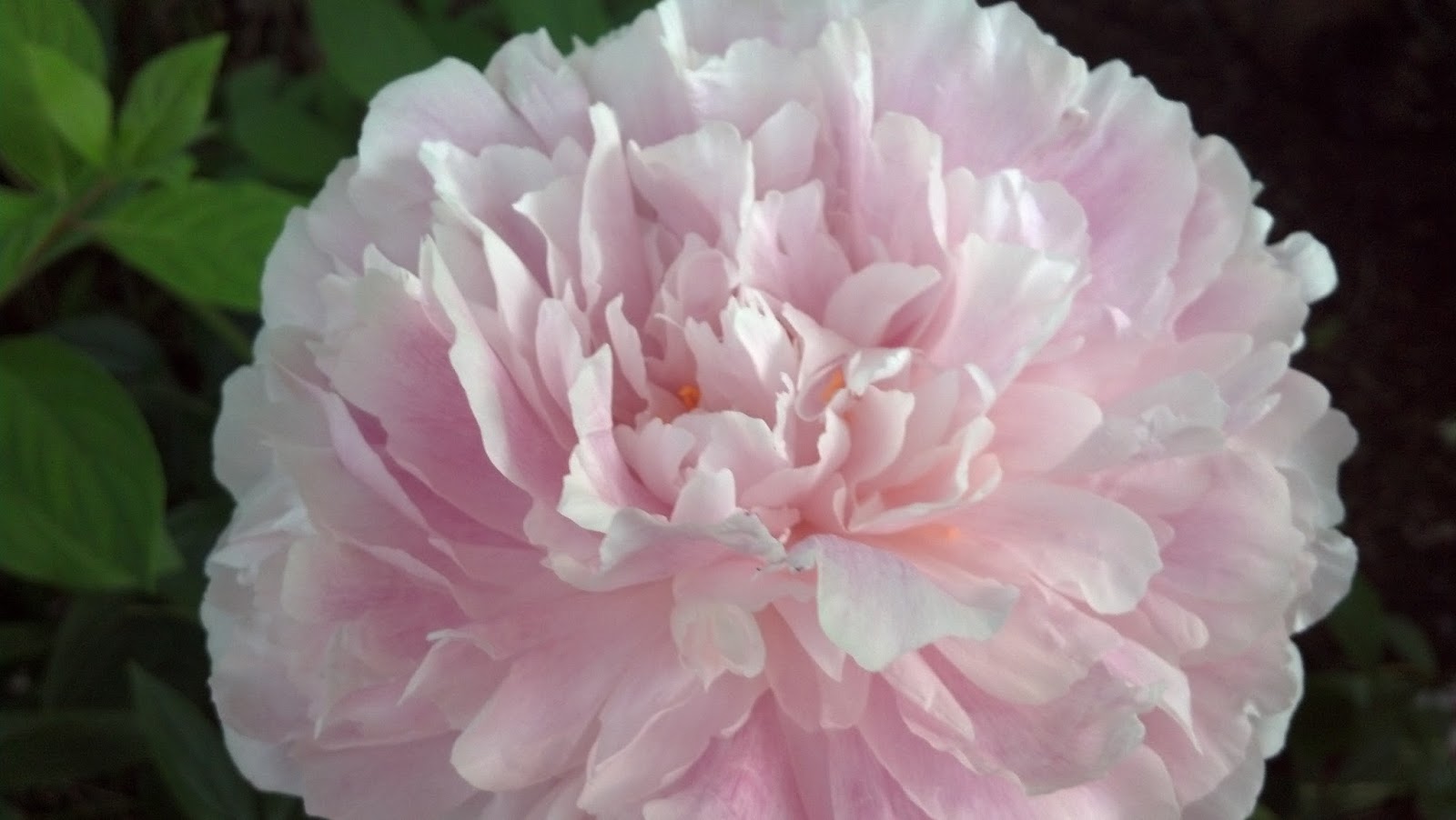 salted sugared spiced™: Chocolate Whoppers