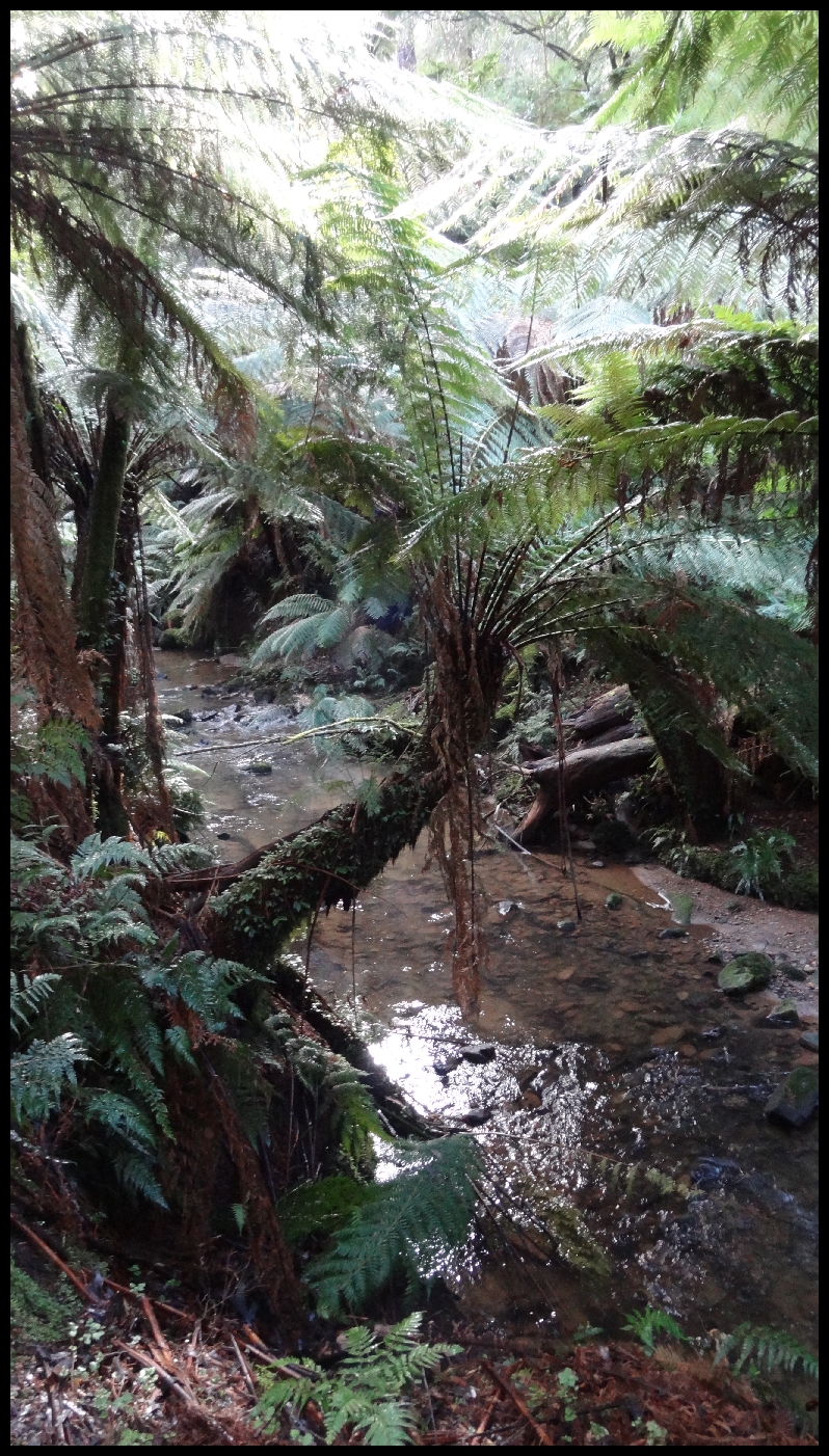 Back To Nature:: Tarra Valley Loop Track - Tarra Bulga NP - VIC
