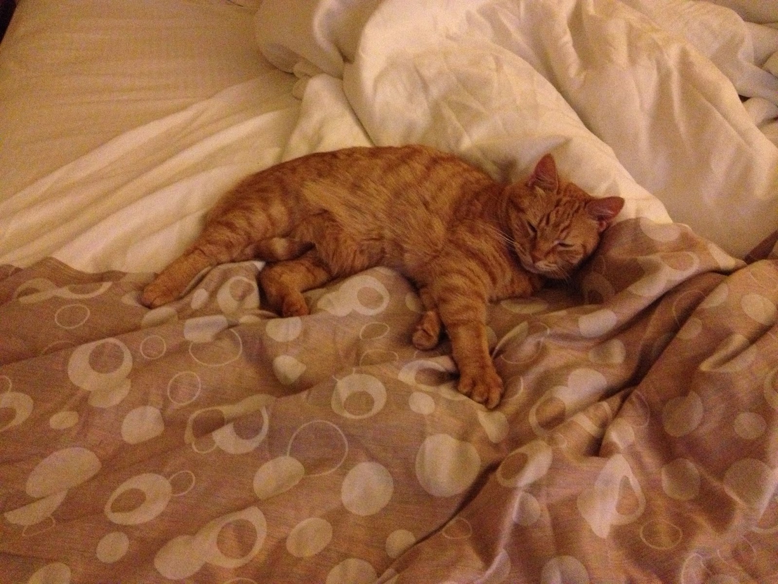 Polka-Dotty Place: Road Tripping with CATS