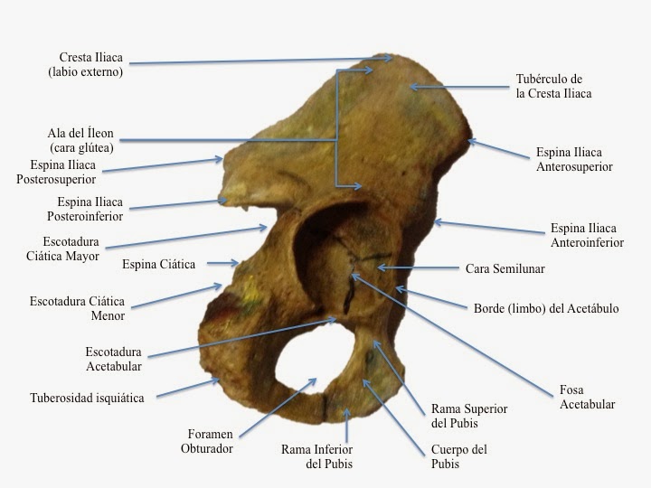 FCM-UNAH Anatomía Macroscópica: Sistema Óseo de la Pelvis