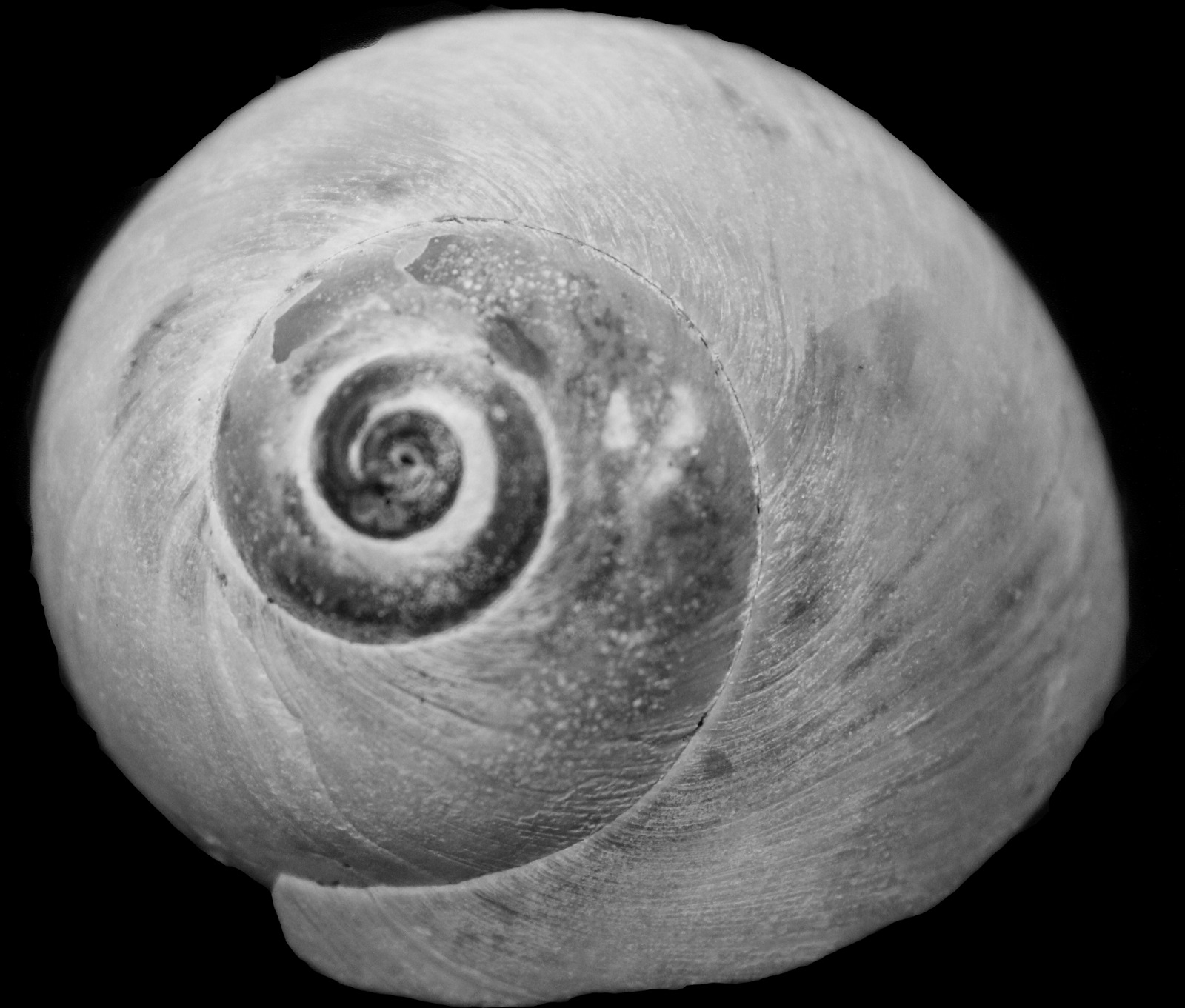 Drew Photo Simon: "Shells" (Edward Weston photo set 1)