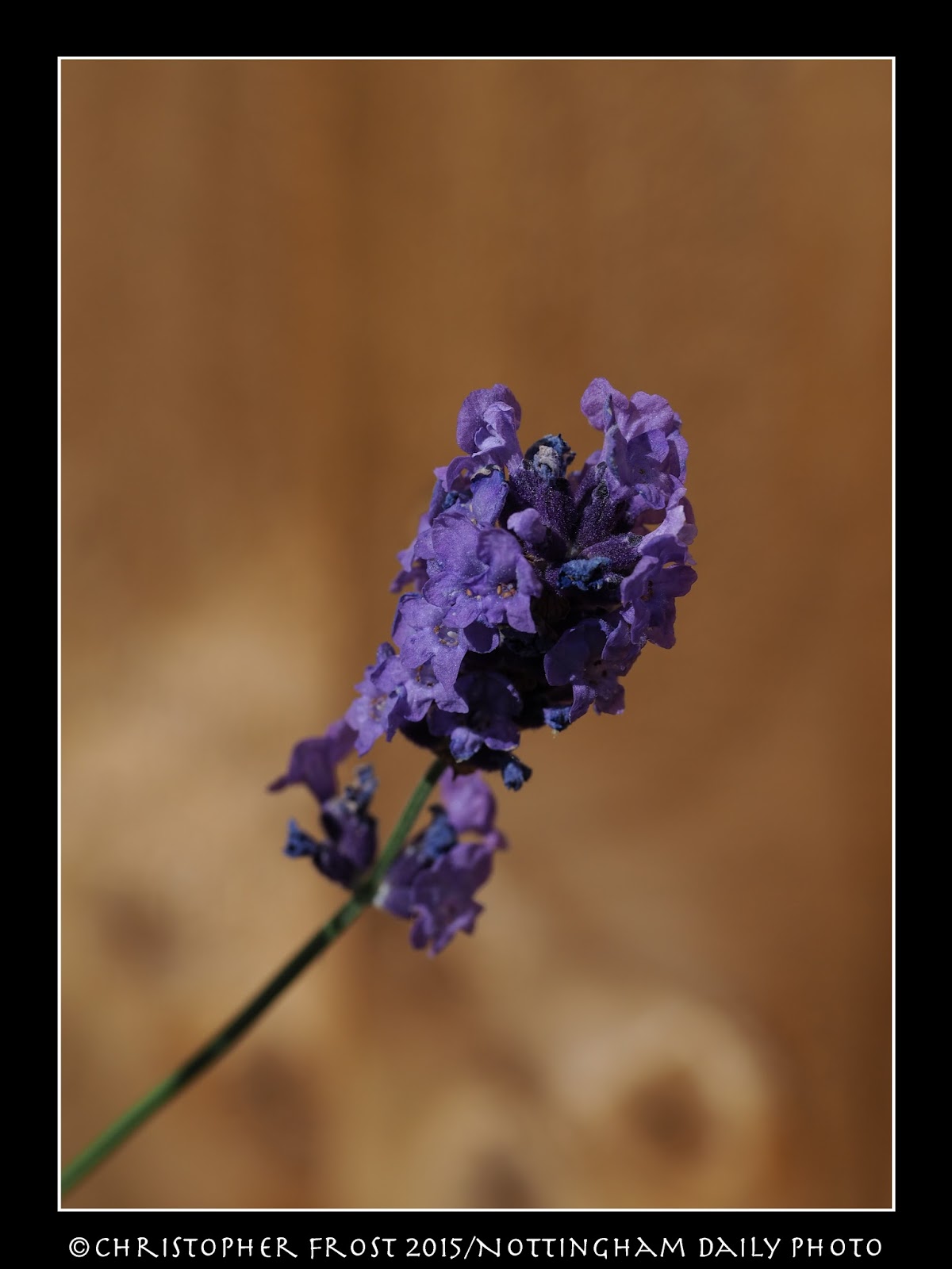 Nottingham Daily Photo: Lavender Blue Dilly Dilly