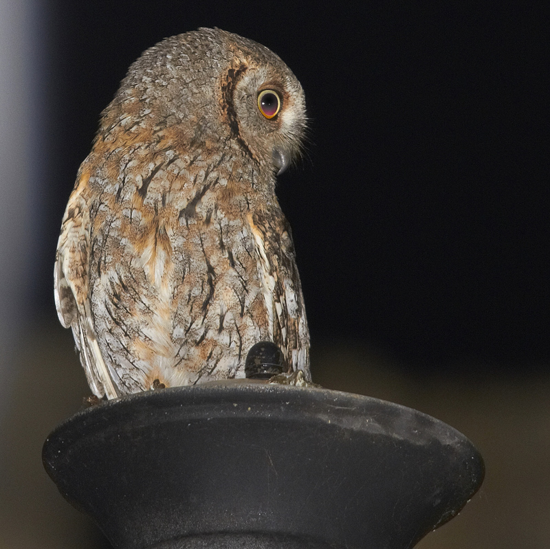 Otra imagen de Mallorca.: Autillo (Otus scops).