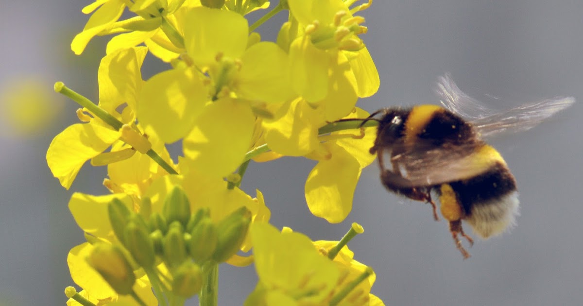 Rosa Rubicondior: Observable Evolution Over Nine Generations!