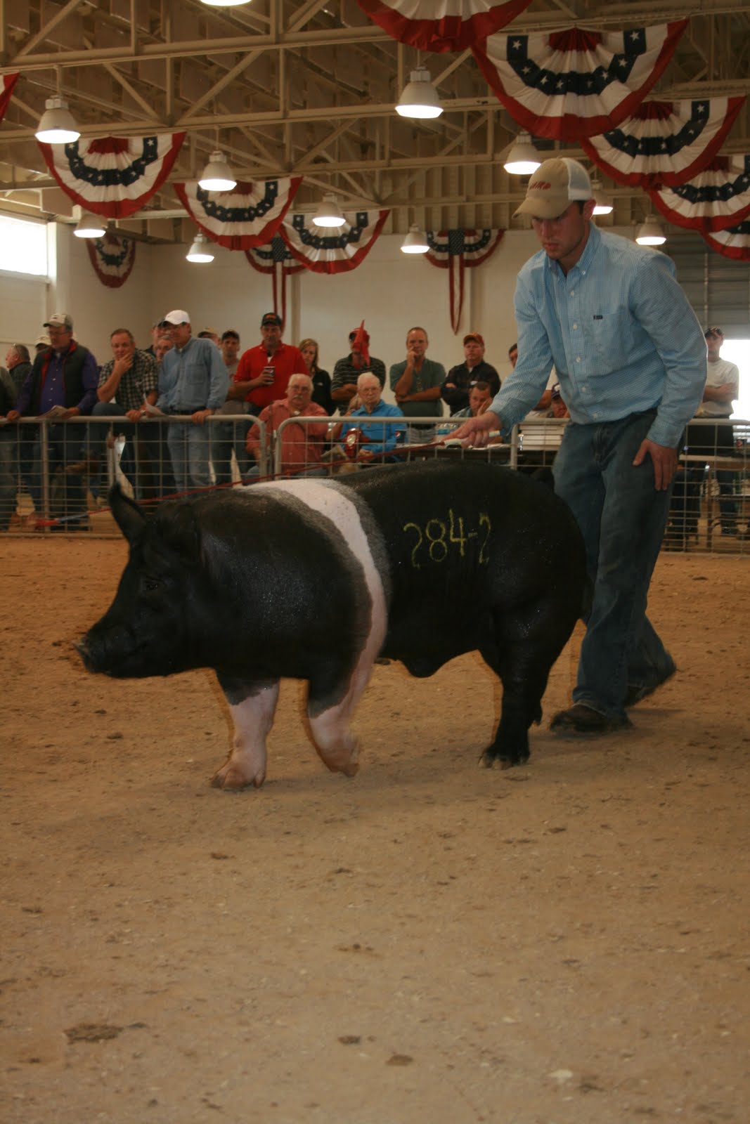 National Swine Registry: 2011 National Barrow Show Hampshire Breeding ...