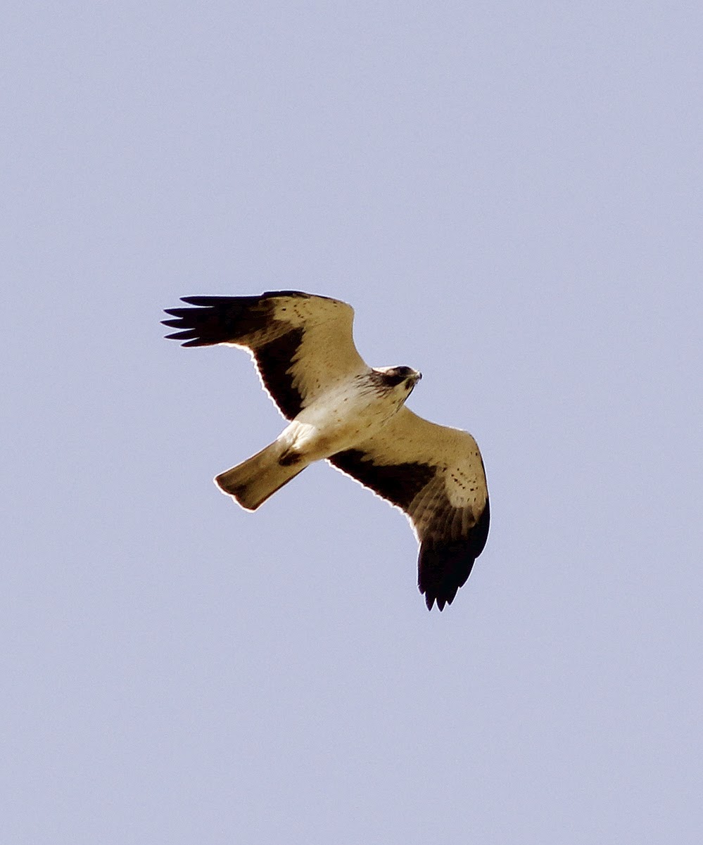 Another Bird Blog: Picture Menorca