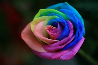 Beautiful Multicolor Rose (2 Pics) ~ Artline : Feel The Creation!
