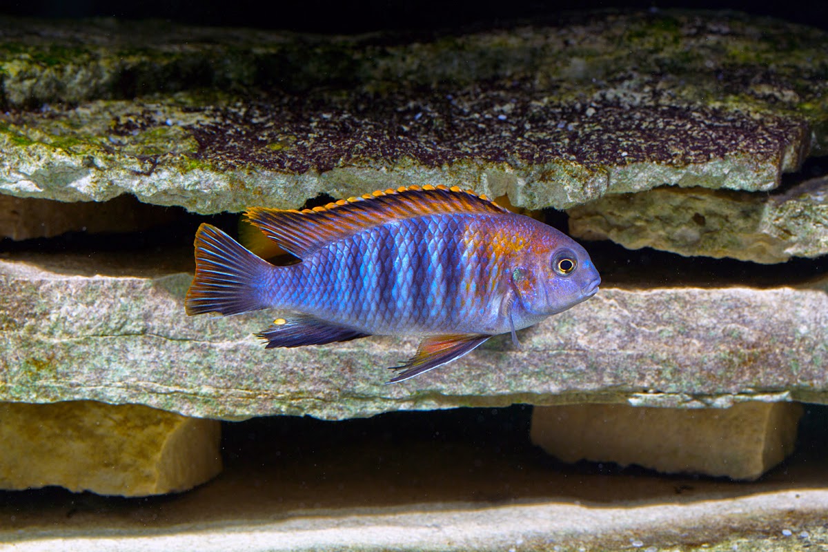 fish share: African Cichlids Fish Gallery Photo-3