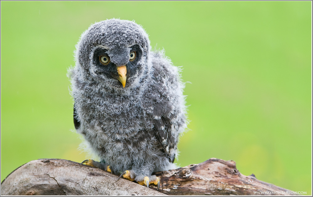 Raymond Barlow Photography: Baby Great Grey owl (captive)