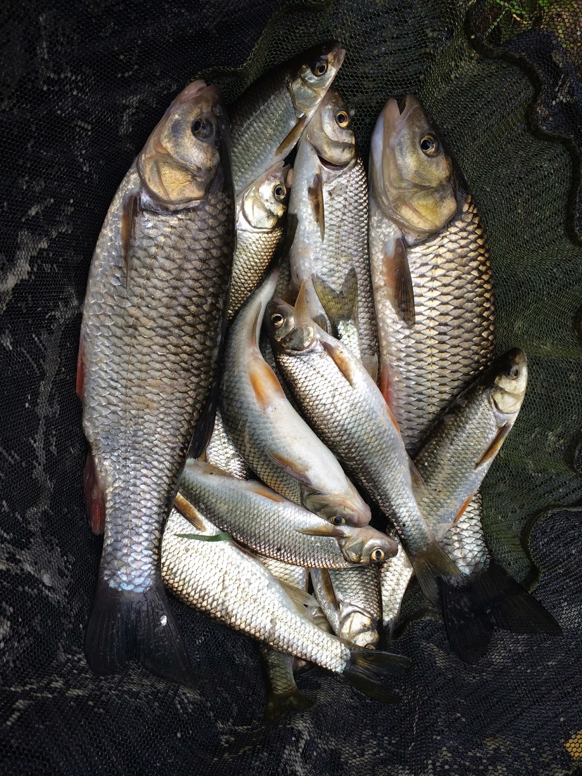 Danny's Angling Blog: River Bollin Discovery and Step up to the Plate ...