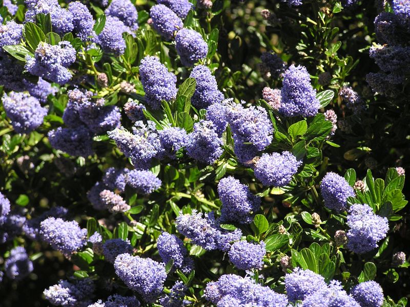 Future Plants by Randy Stewart: CEANOTHUS