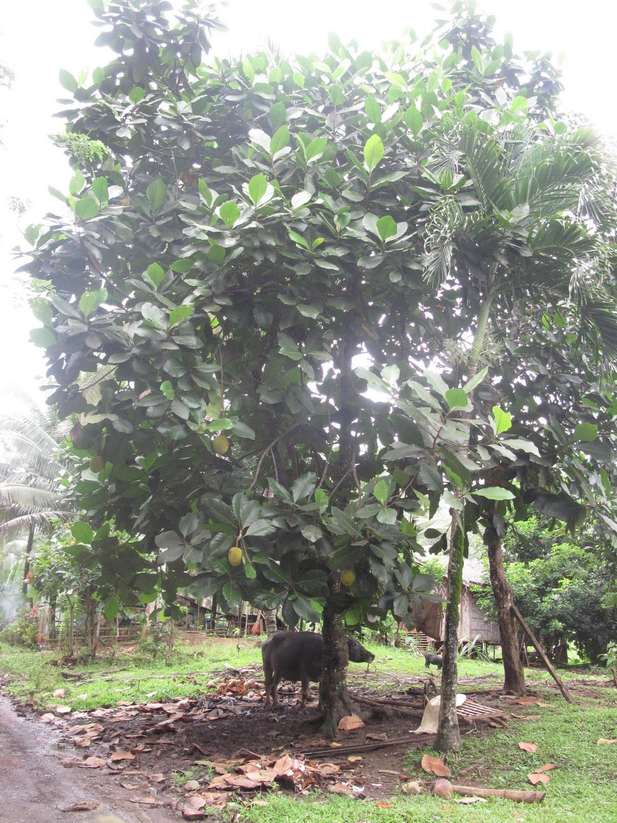 DURIAN AND MARANG: MARANG