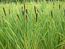 A Vida Nos Bosques: Taboa - Typha angustifolia