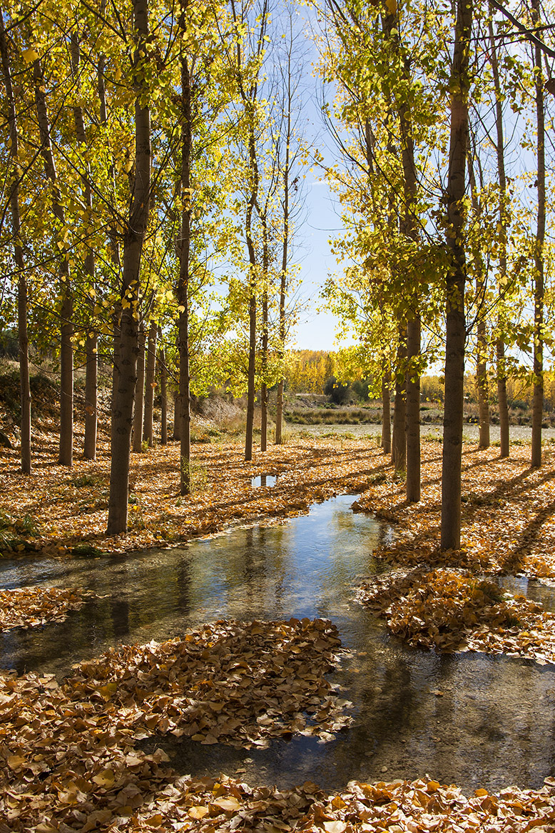 El Blog de Jesus Claudio: Alamedas en el río Guardal