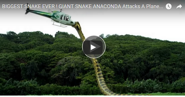 BIGGEST SNAKE EVER ! GIANT SNAKE ANACONDA Attacks A Plane Caught On ...