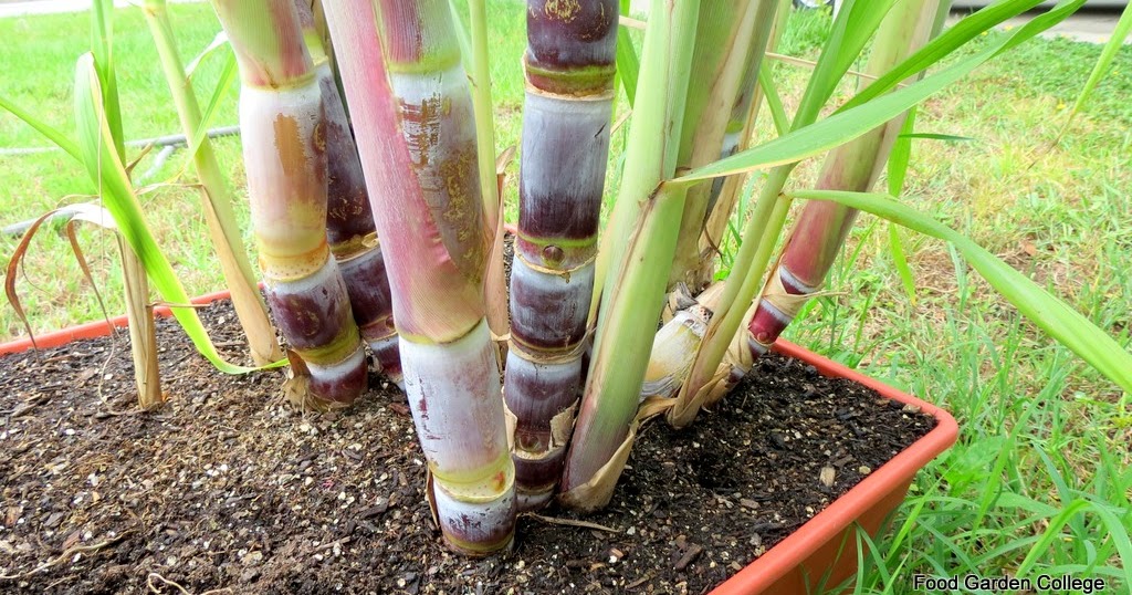 Food Garden College: Varieties of Sugar Cane for the Garden: Purple ...