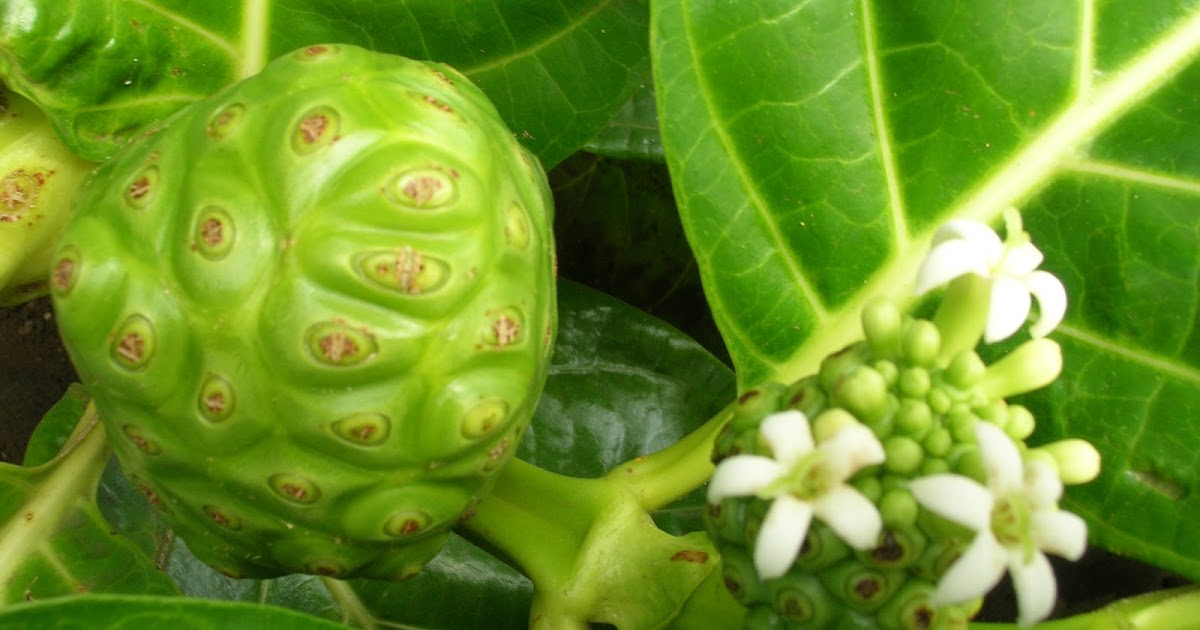 Flora de Puerto Rico Ilustrada Papo Vives: RUBIACEAE MORINDA CITRIFOLIA