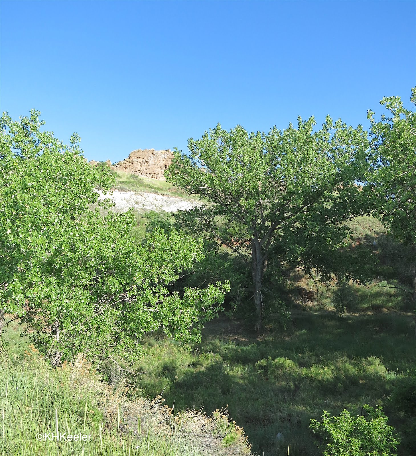 A Wandering Botanist: Visiting Colorado--Devil's Backbone, Loveland ...