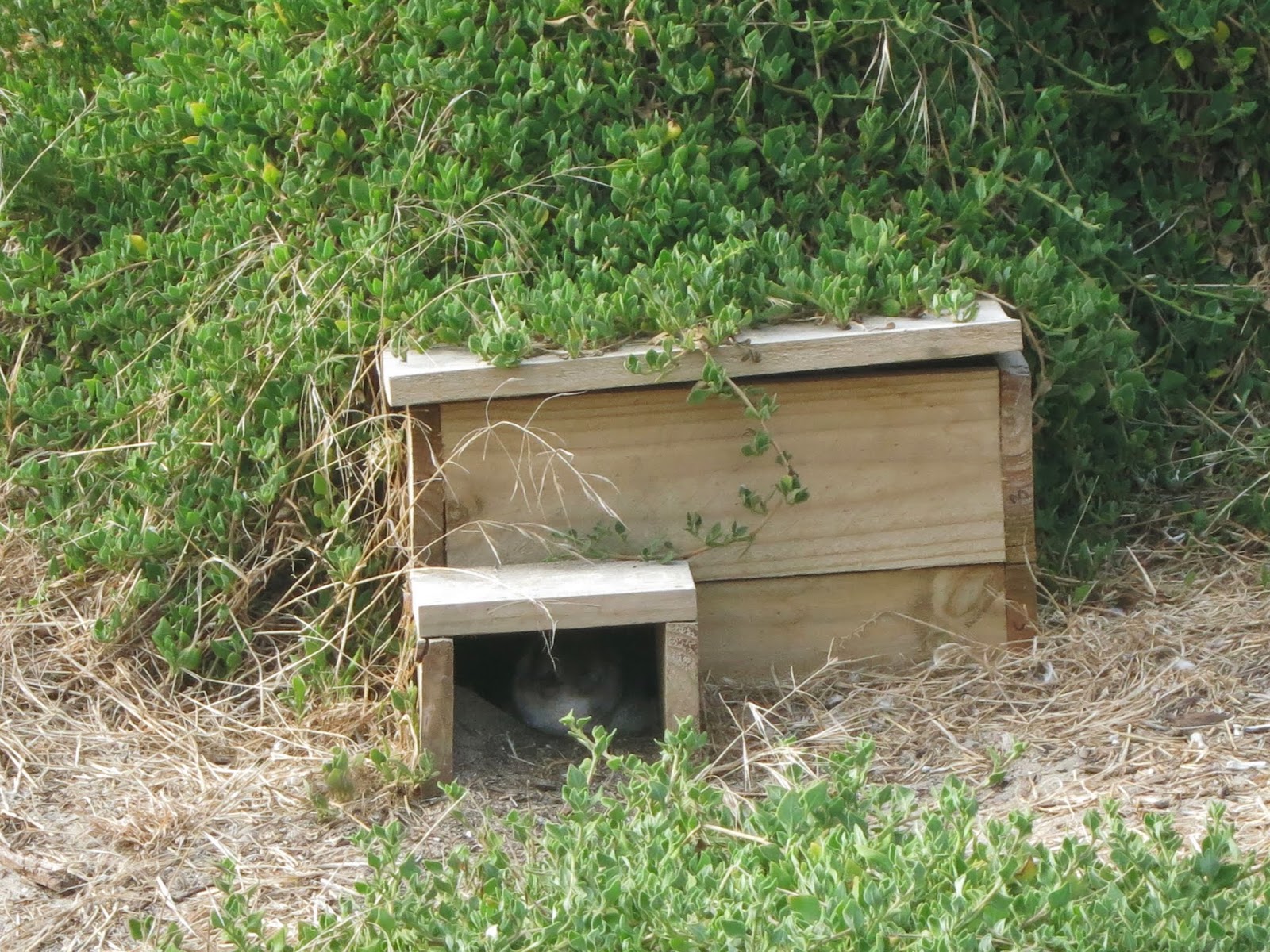 Learn with Play at Home: Learning about Little Penguins. Simple Paper ...