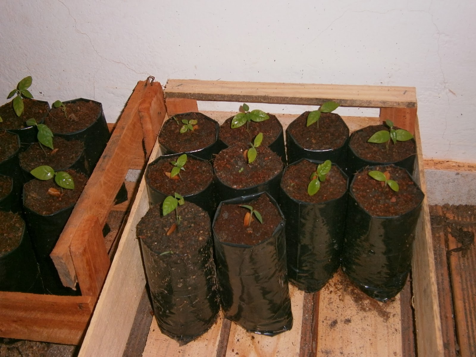 Zelando pela Chacrona e pelo Jagube: Novas mudas de Jagube a partir de ...