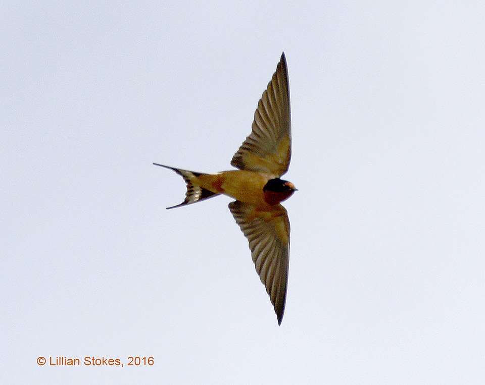 STOKES BIRDING BLOG: Barn Swallow Migration is Beginning!