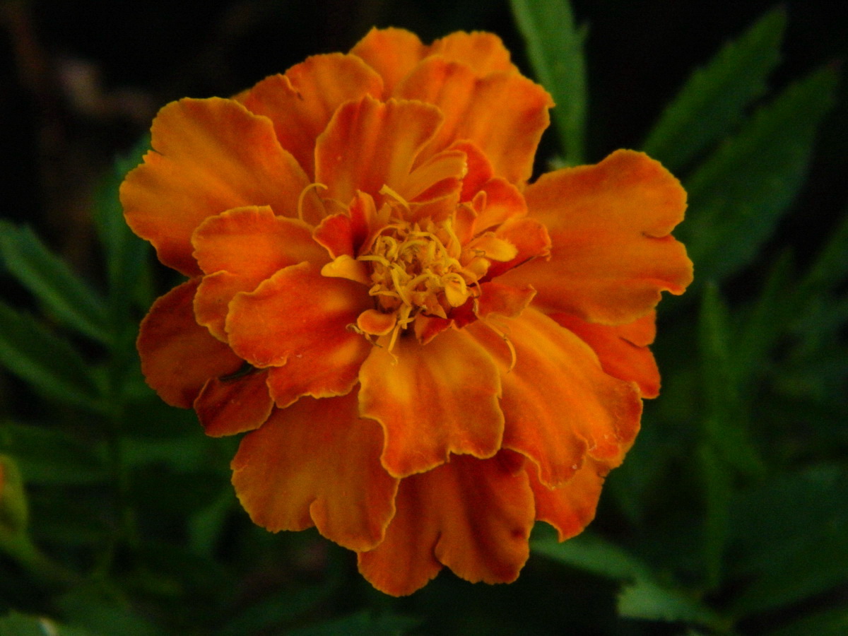 LA MULTI ANI, ROMANIA!: Craite (tagetes)