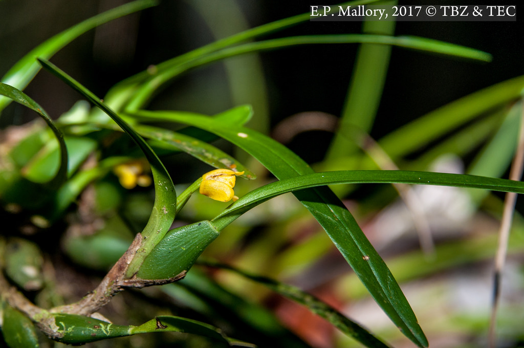Maxillaria variabilis care and culture | Travaldo's blog