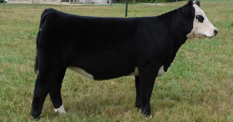 Executive Sires, Inc.: Johnson Show Cattle - Awesome No Worries & Jose ...