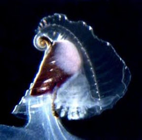 Real Monstrosities: Carinariid