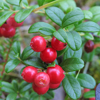 A Seasonal Cuisine Blog: Cranberries - the Cure for Holiday Menu Malaise
