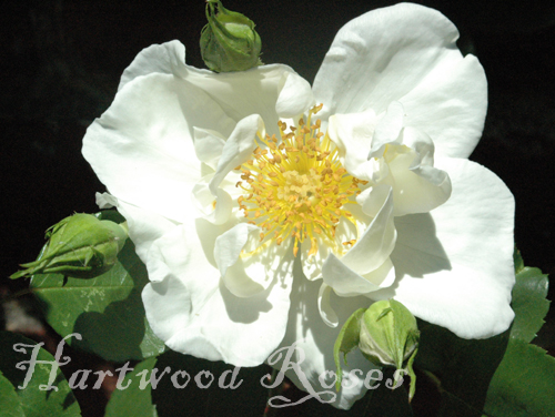 Hartwood Roses: End-of-Year Rose Sale