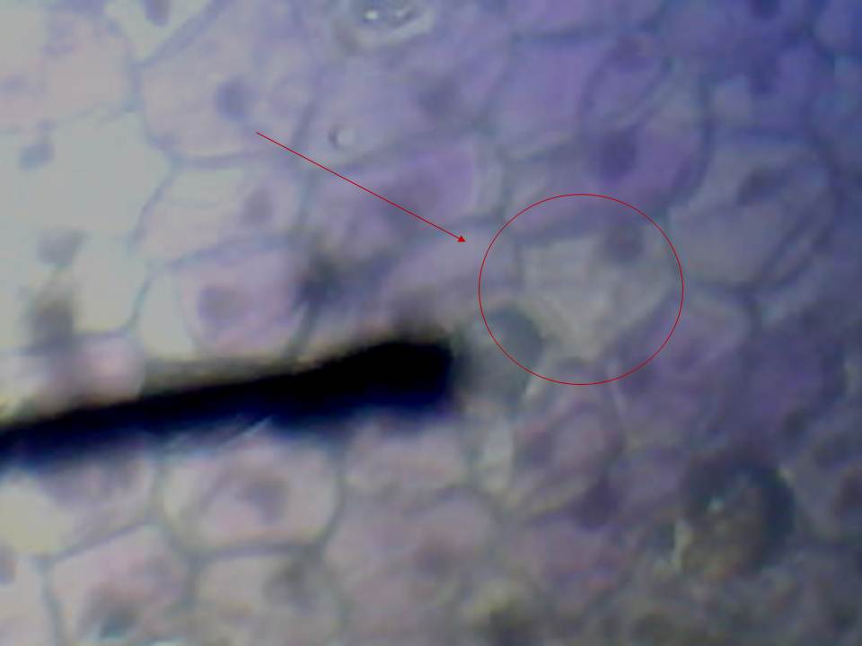Nazarudin Latif Blog's: Laporan Fisiologi Tumbuhan : PLASMOLISIS