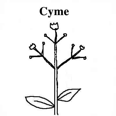 Plant Materials & Usage: Cyme