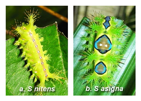 PENGENDALIAN ULAT API PADA TANAMAN SAWIT | TANAMAN KOMODITAS UNGGULAN