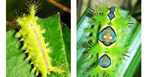 PENGENDALIAN ULAT API PADA TANAMAN SAWIT | TANAMAN KOMODITAS UNGGULAN