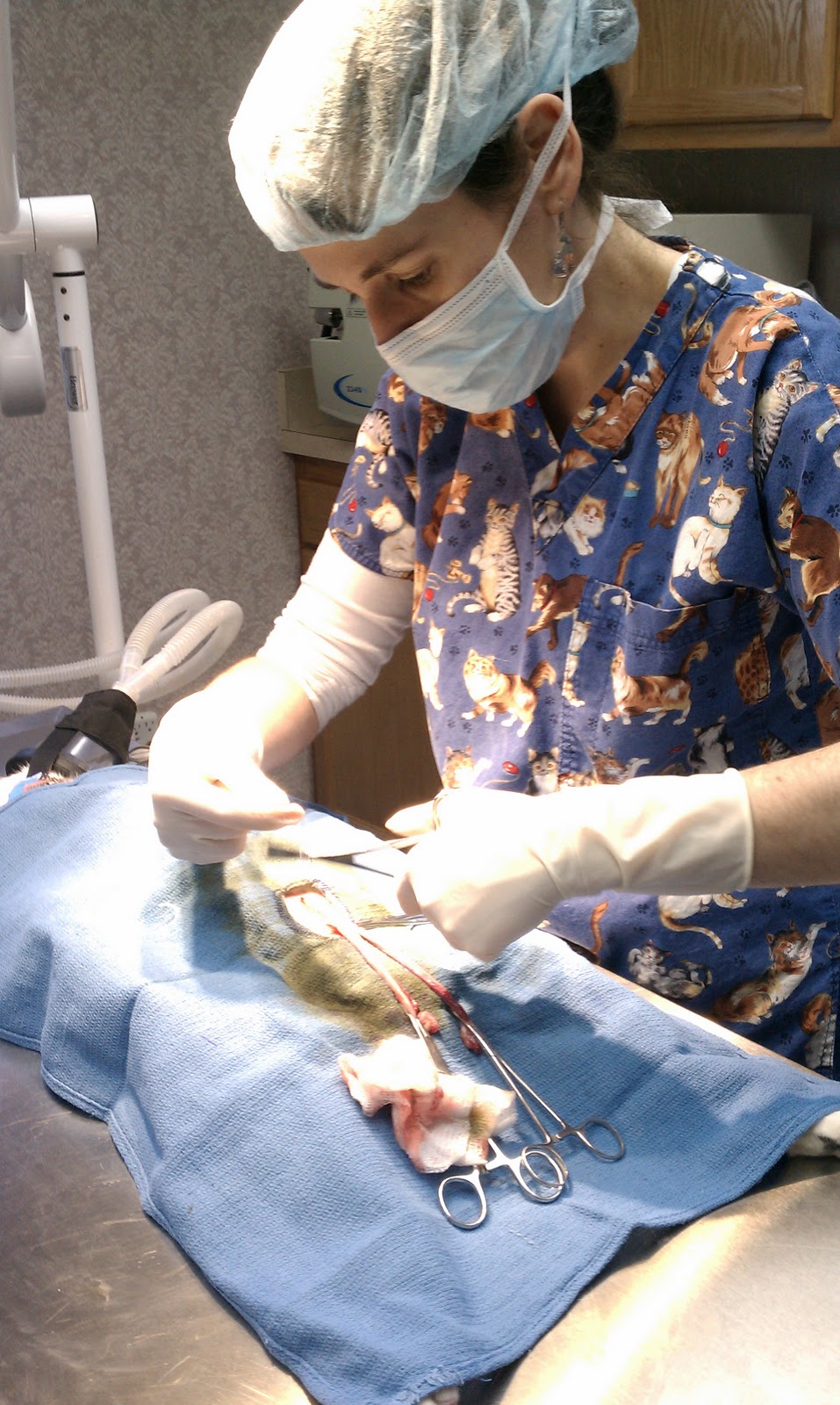 Purr-Views: Post Op Report on Operation CatSnip