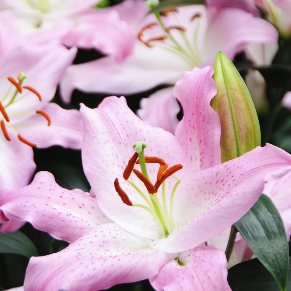 Lilium Flowers: Lilium Flower Gallery 8