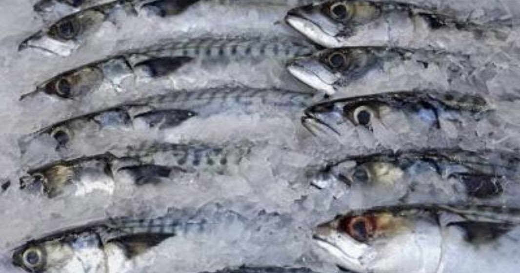 Pendinginan Ikan Dengan Es - Lalaukan