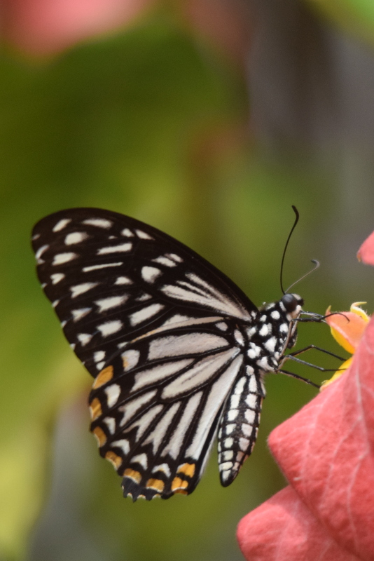 Singapore Wild Animals: Swallowtails