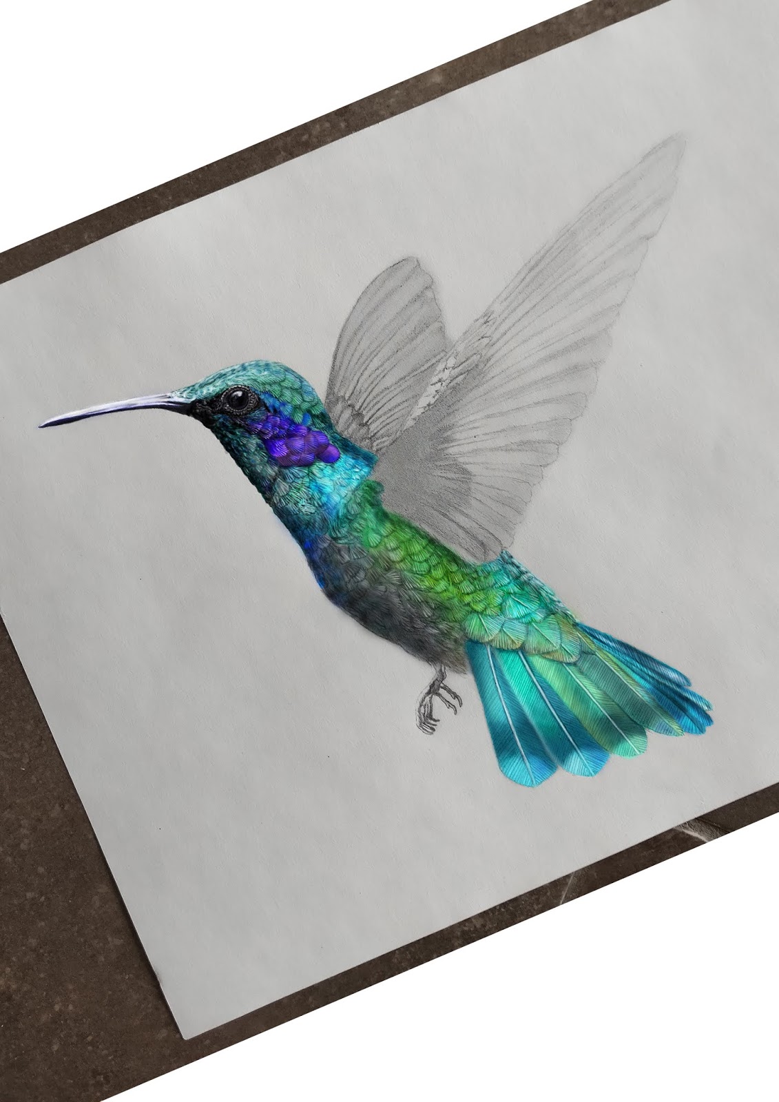 Work in progress: Colibri thalassinus - Lyda Naussán Robles