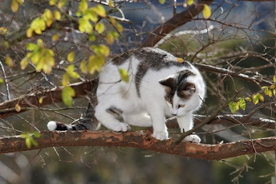 Types of Cats and Pictures: Malaysia Cat or Kucing Malaysia