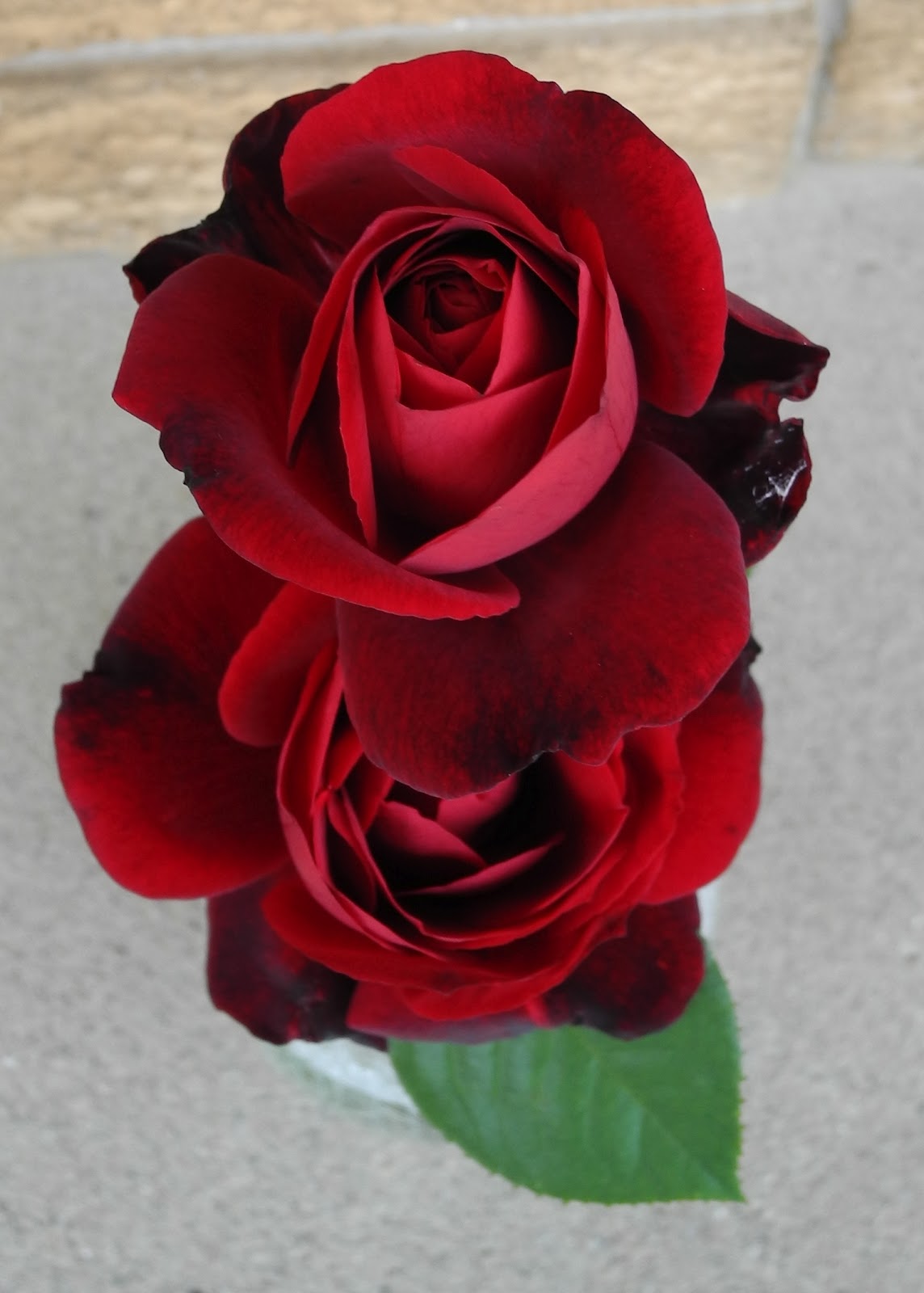 God's Growing Garden: Frank's Flowers - The "Black Cherry" Rose