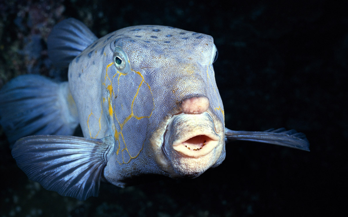 pesci con le ali: settembre 2012