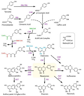 chemistry: Biosynthesis of Flavanon