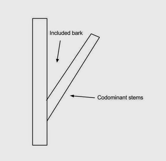 Natural Notes: Tree Risk Management