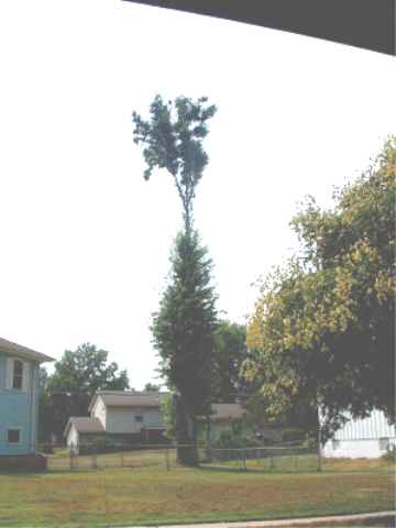 Arbor Veritas -(Tree Truth): December 2012