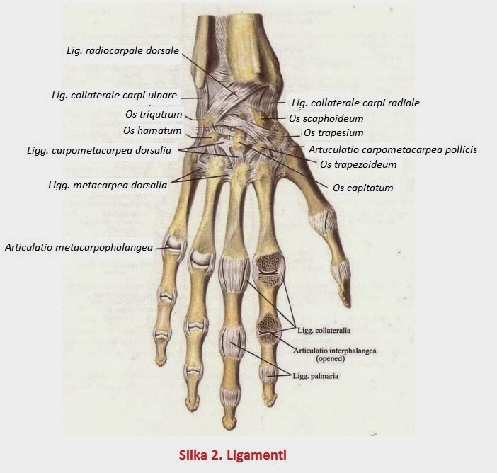 Medicinski fakultet Novi Sad: Articulatio radioulnaris distalis
