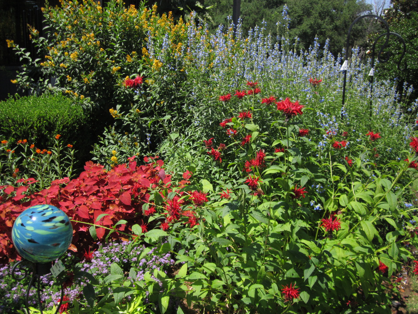 Garden Thymes: Glorious Bee Balms