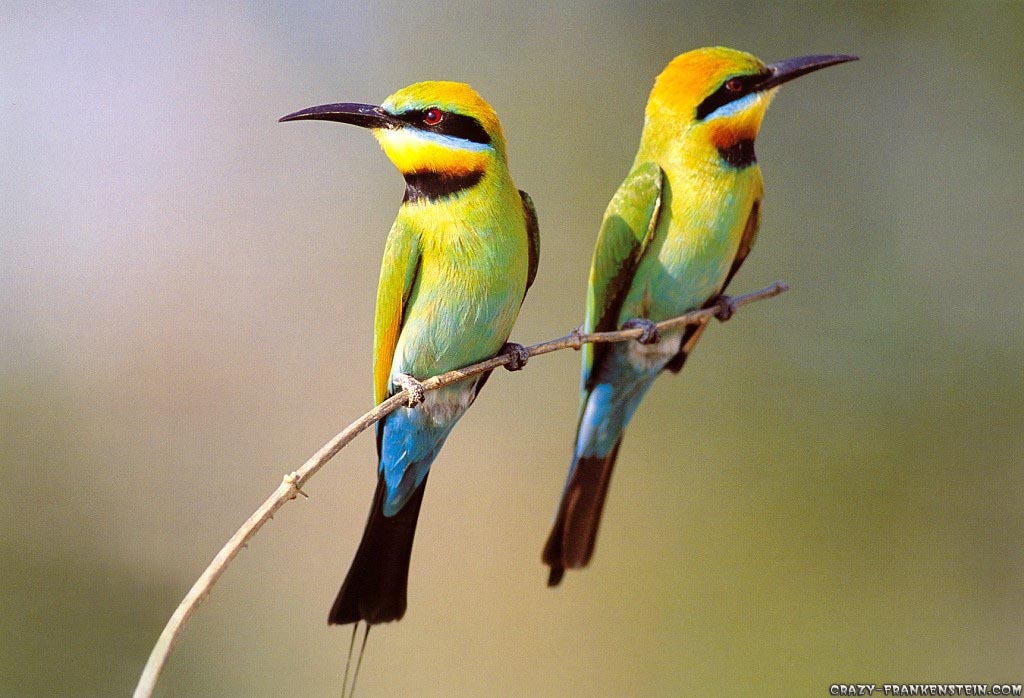 Birds Wallpapers Hd: Birds Wallpapers Download