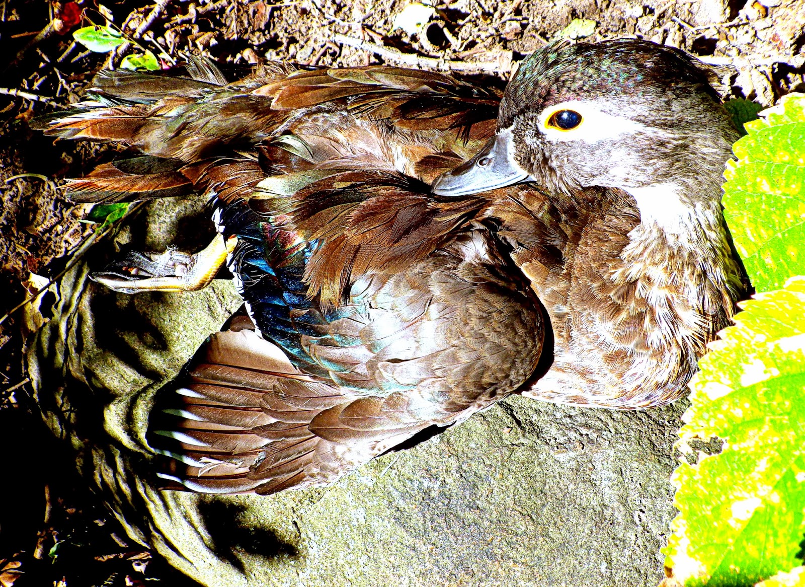 The Reverend Fowl ™: Biota